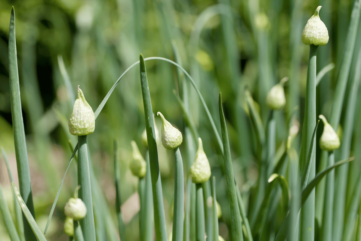 10 Powerful Snake Repellent Plants for a Serene, PestFree Garden